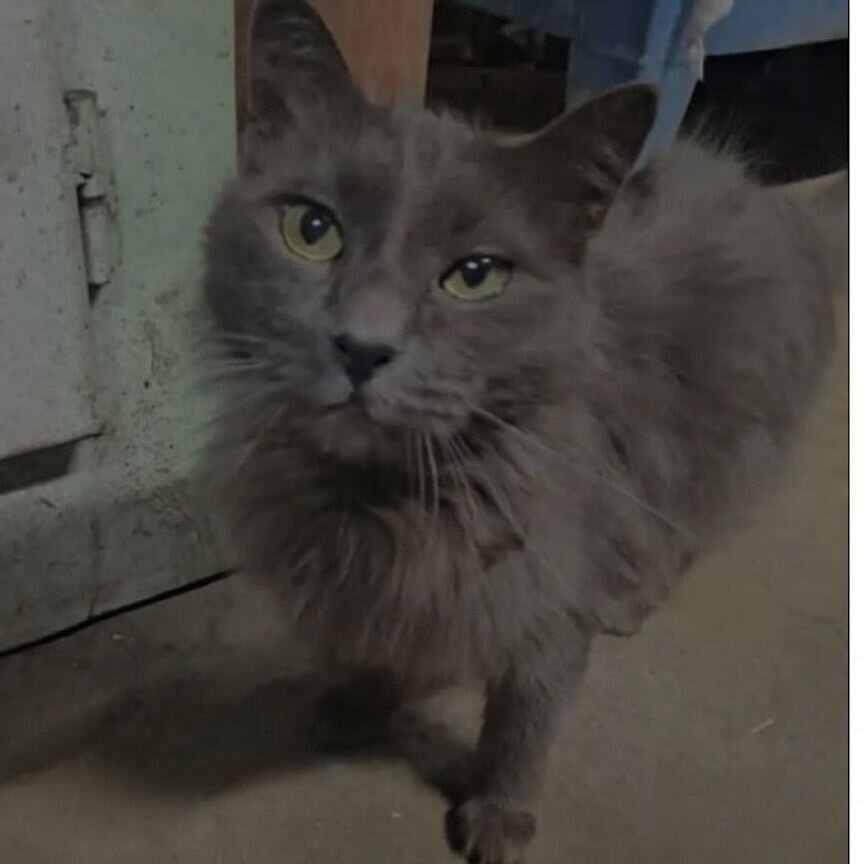 Взрослый кот в добрые руки