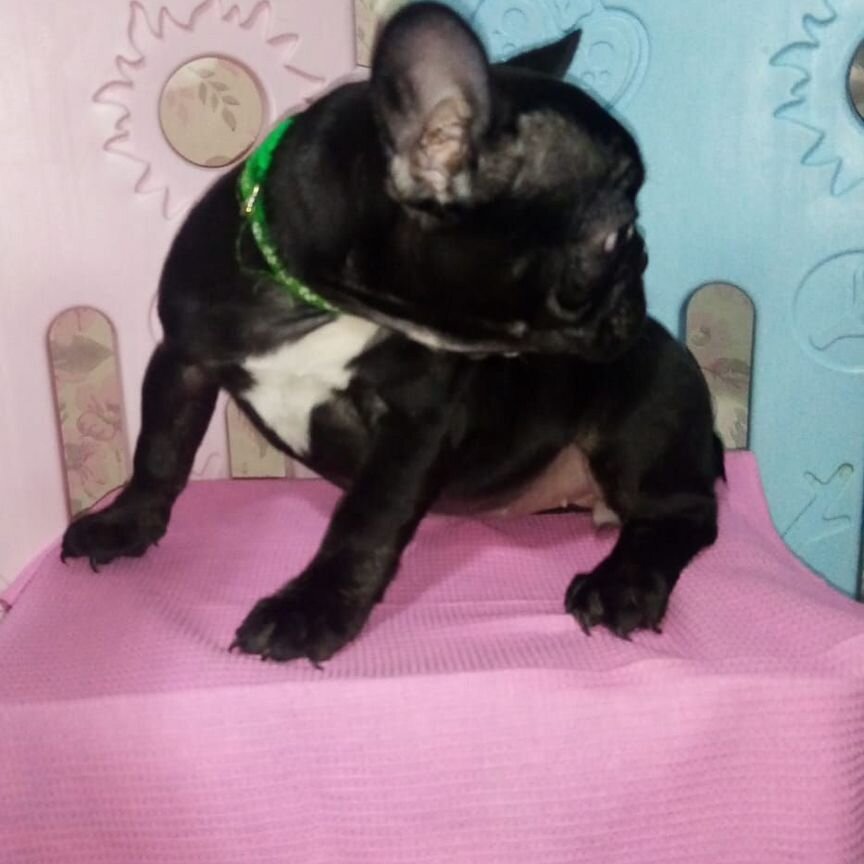 Леди Французский бульдог