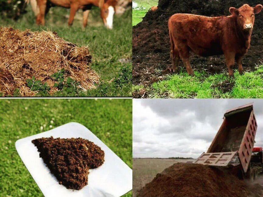 Трехлетний перегнивший навоз