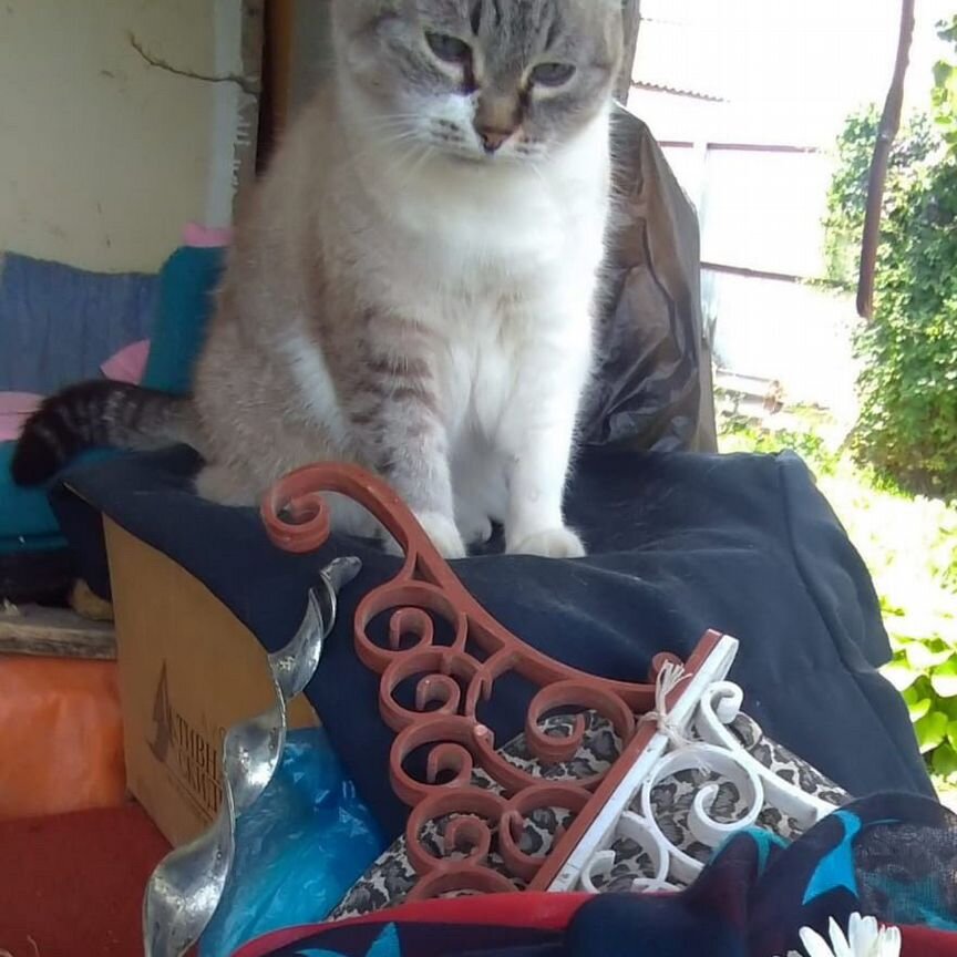 Потерялась кошка