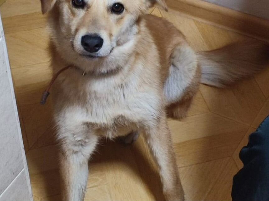 Собака в добрые руки