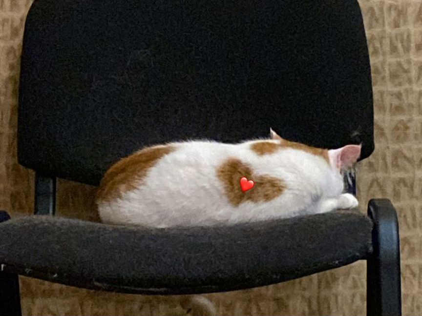 Потерялся кот