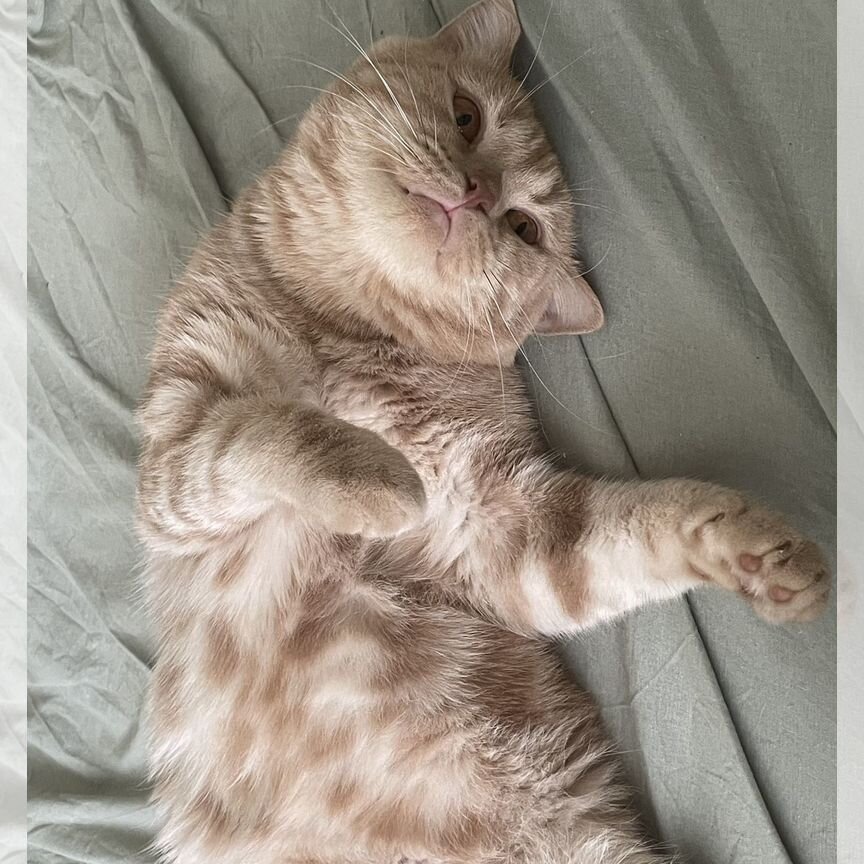 Шотландский кот