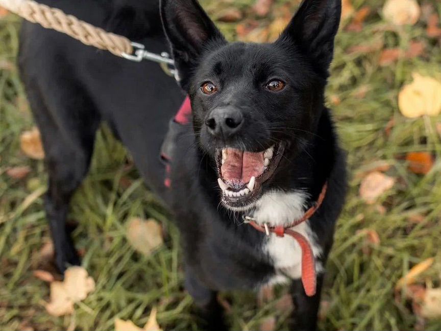 Алмаз ищет дом