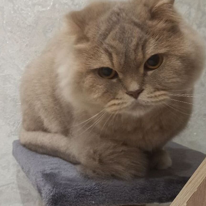 Кошечка шотландская, в добрые руки, бесплатно
