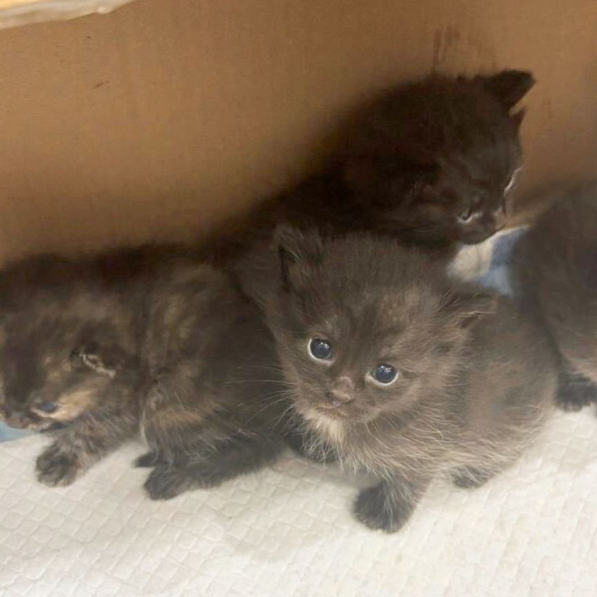 Котята в добрые руки