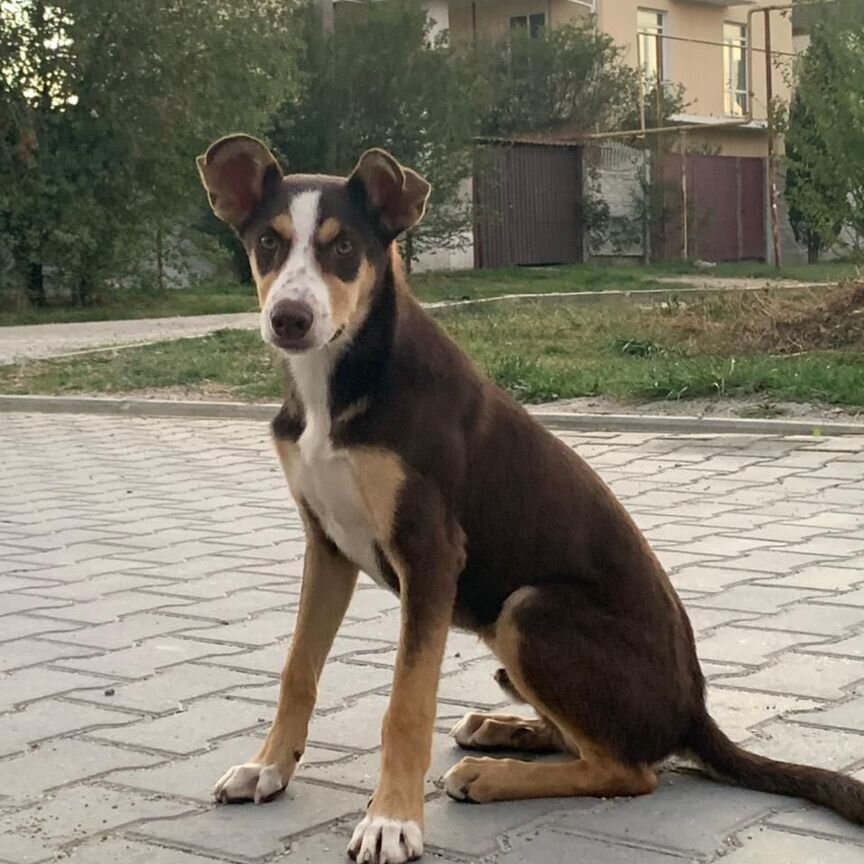 Щенок мальчишка