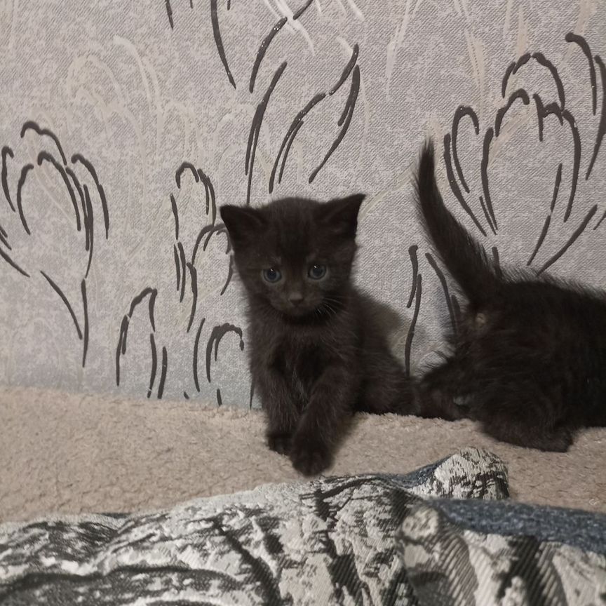Котята Британской кошки