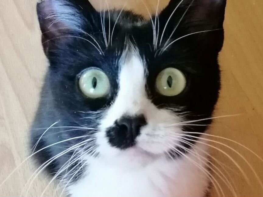 Интересная кошечка ищет дом