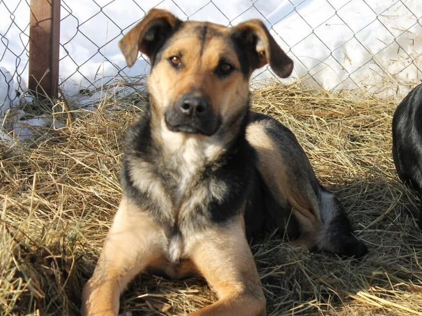 Собака в добрые руки