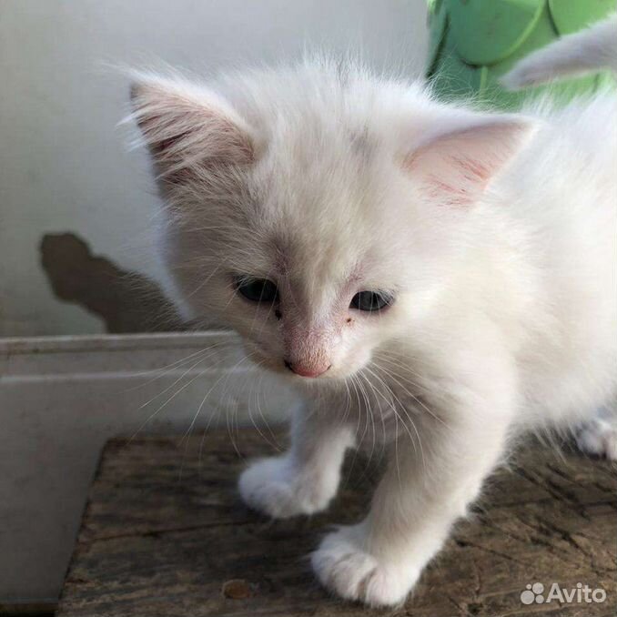 Белый ангелочек кошечка