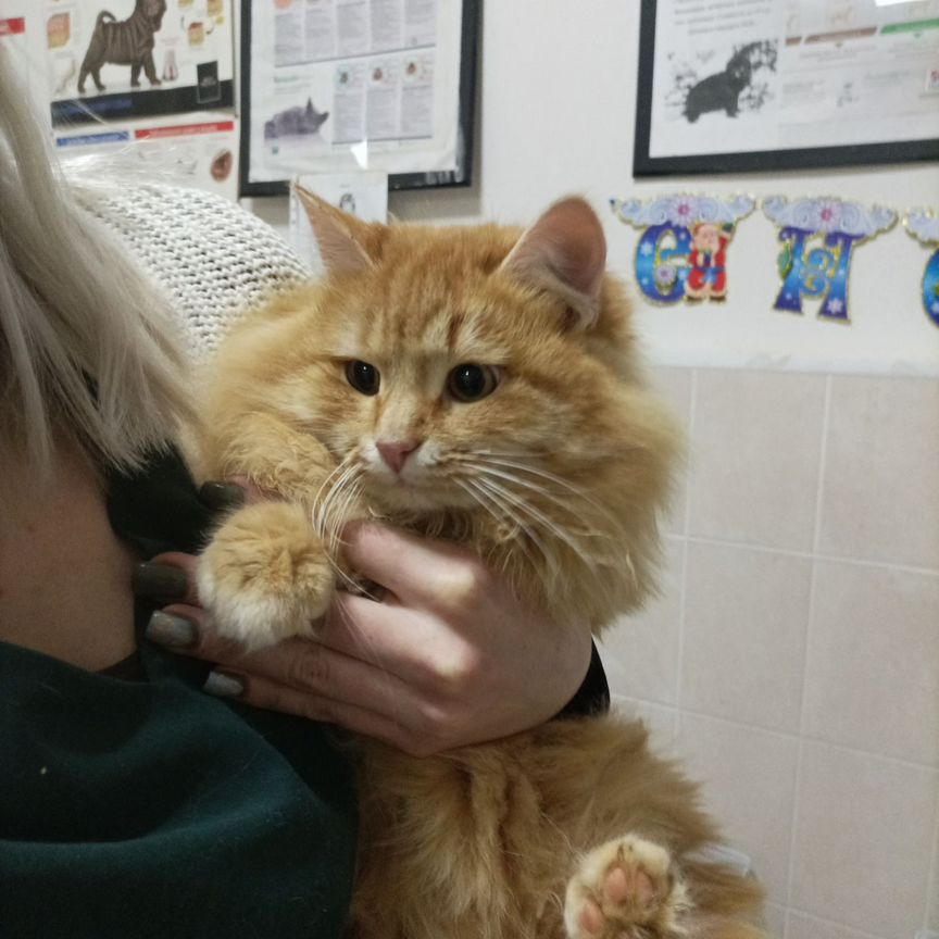 Котик в добрые руки, кот