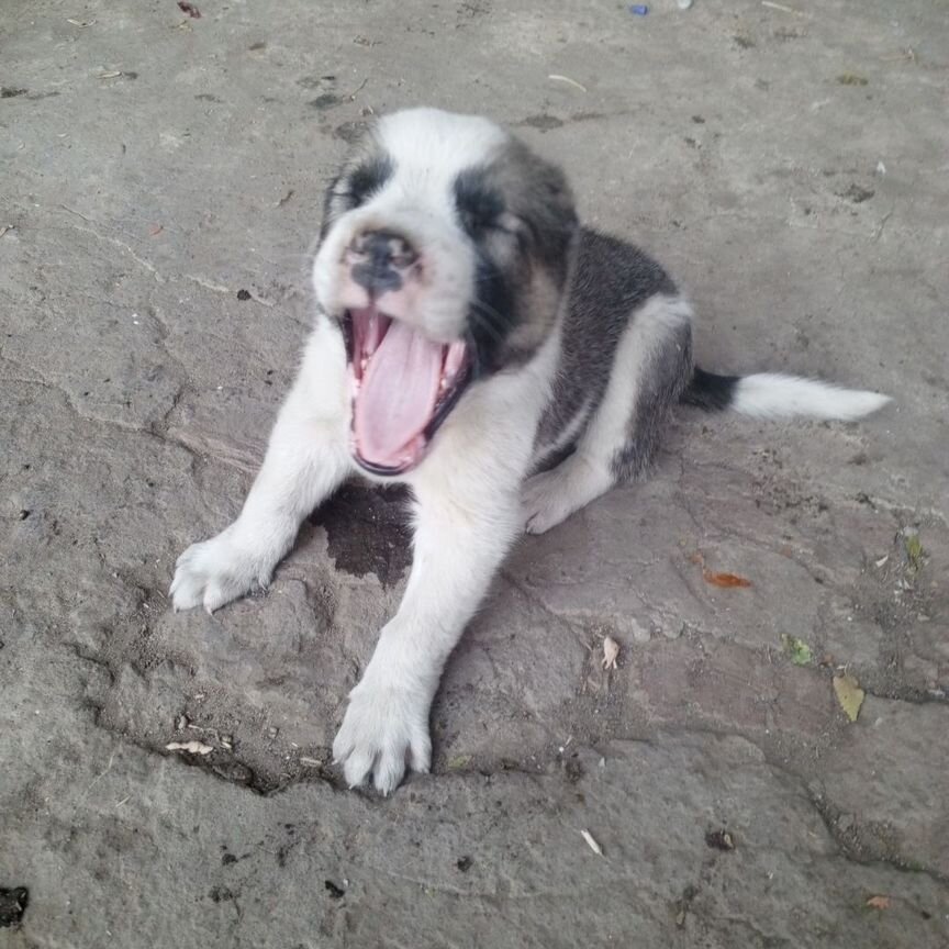 Щенки азиатской овчарки