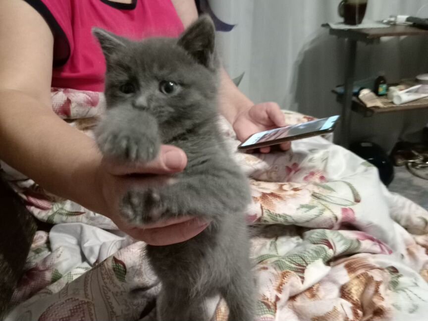 Возьму котёнка мальчика породы русский голубой