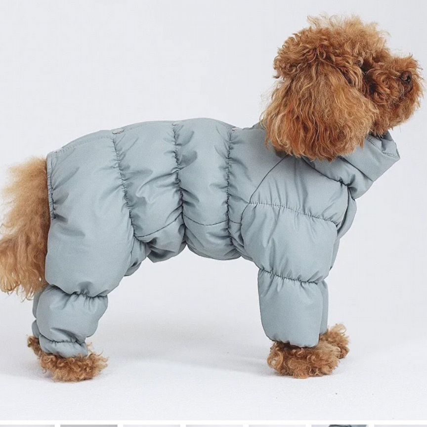 Одежда для собак мелких пород