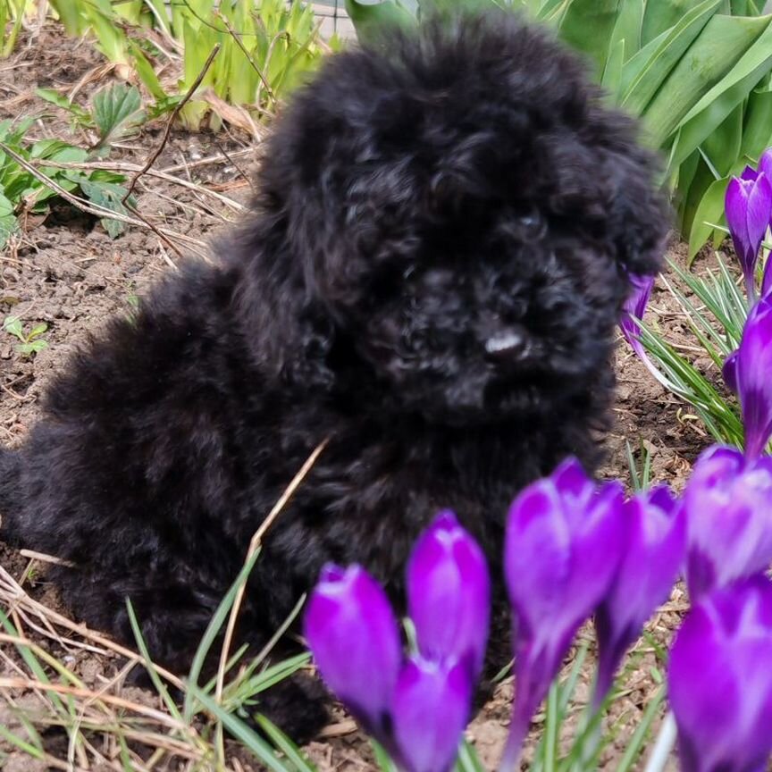 Чёрный той пудель