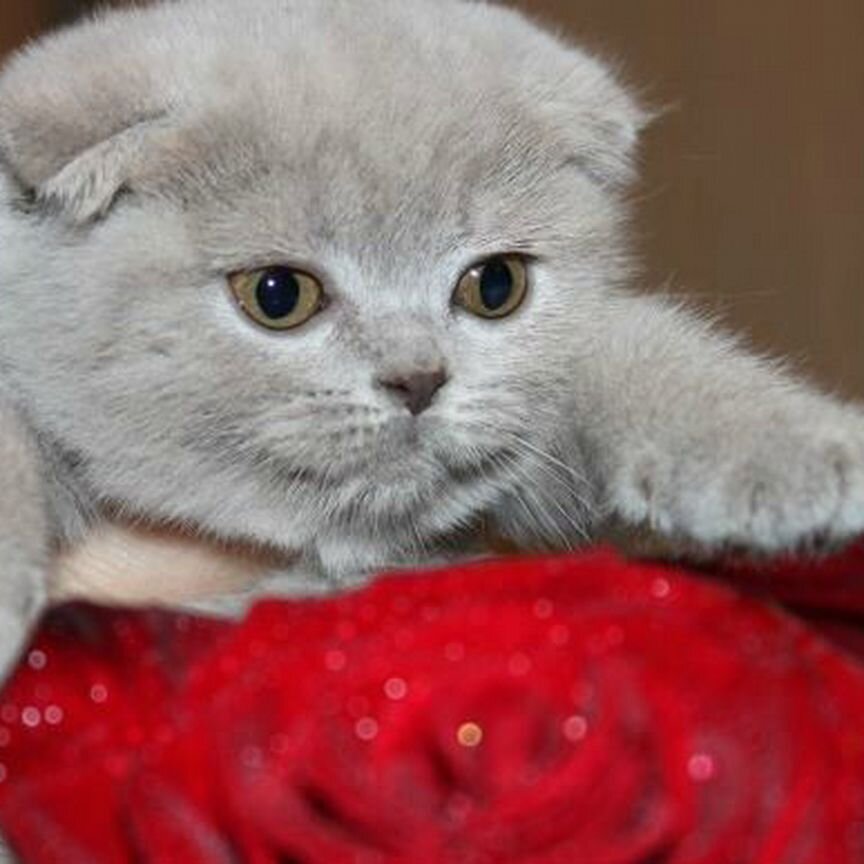Вислоухие котята