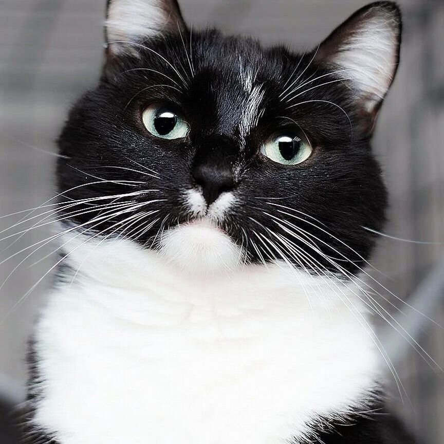 Кошка с вау-эффектом