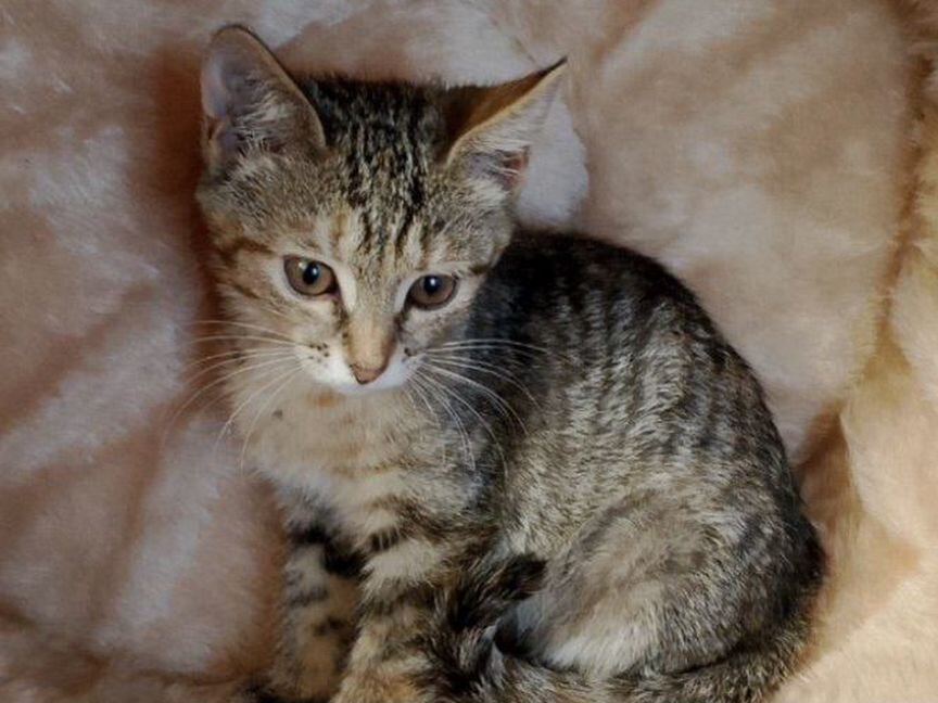 Несчастный котенок в добрые руки