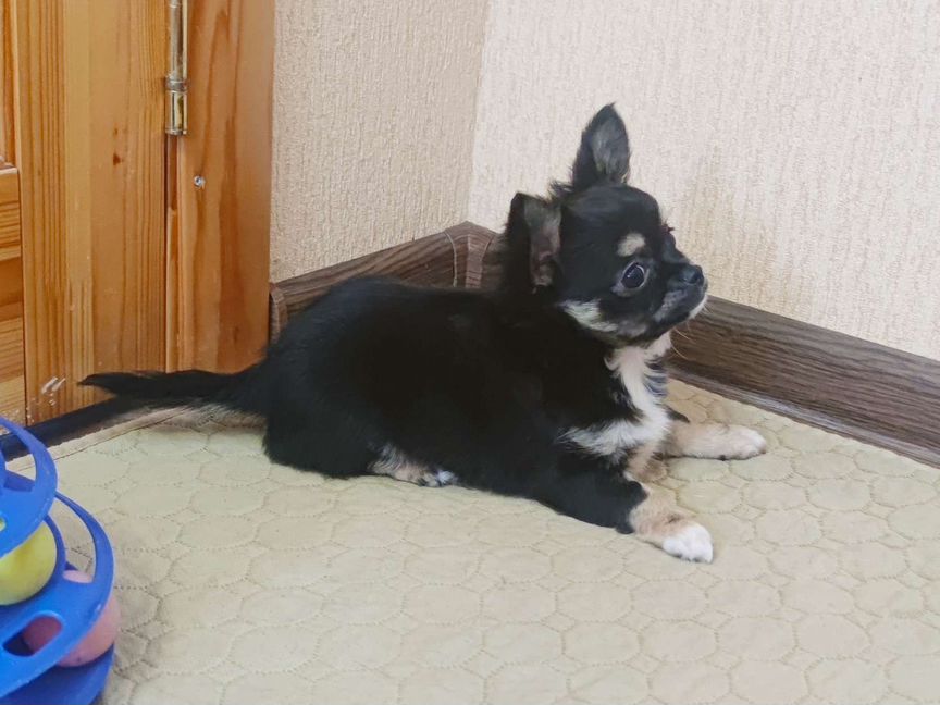 Чихуахуа