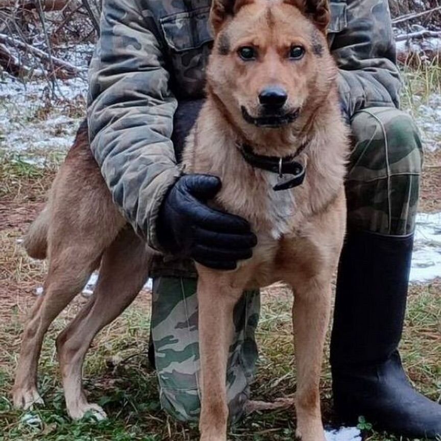 Молодая собака в добрые рукиПотеряла хозяина