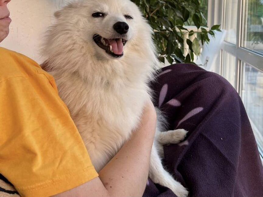 Японский шпиц