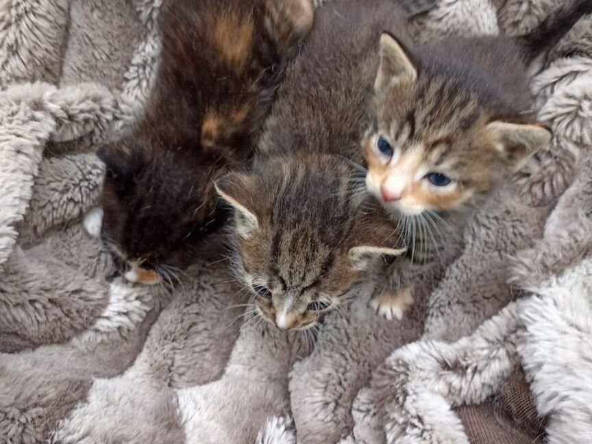 Котята бесплатно