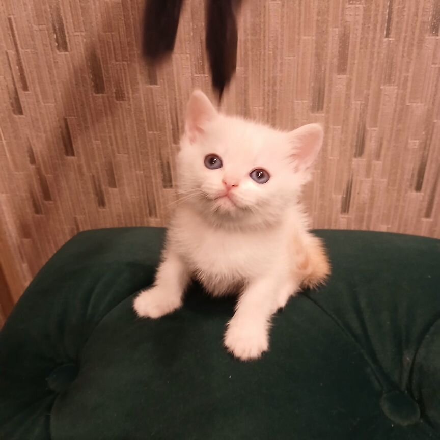 Британский котик (мальчик)