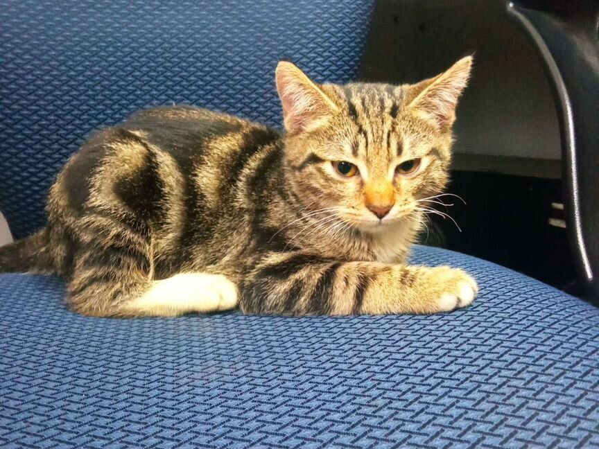 Кошка