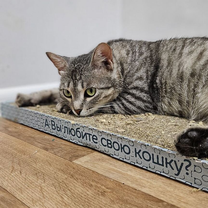 Ласковая кошка