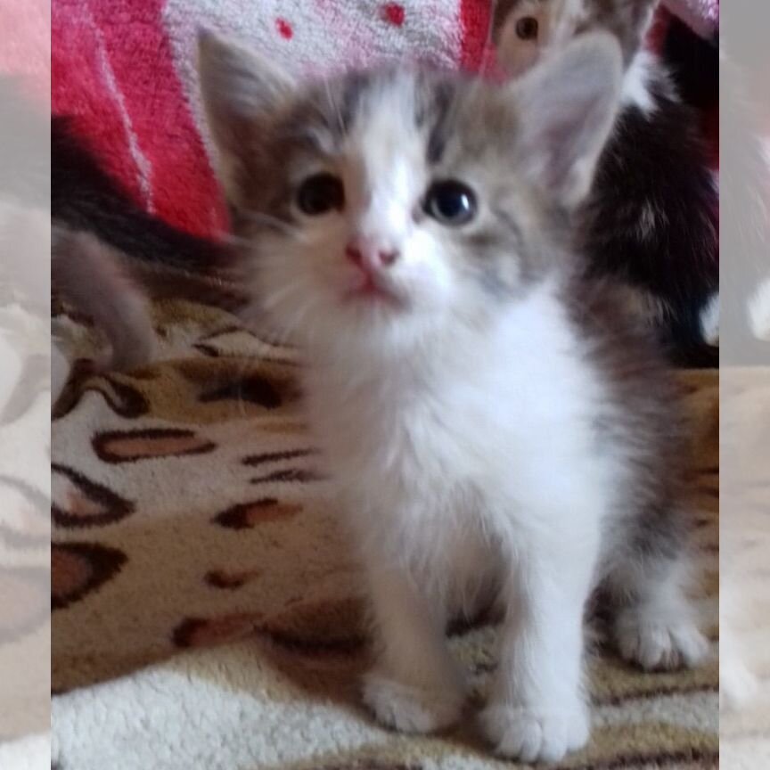 Котёнок в добрые руки