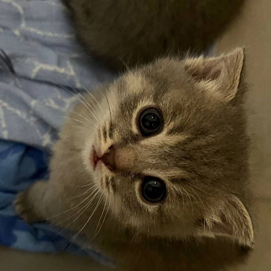 Вислоухие котята в добрые руки