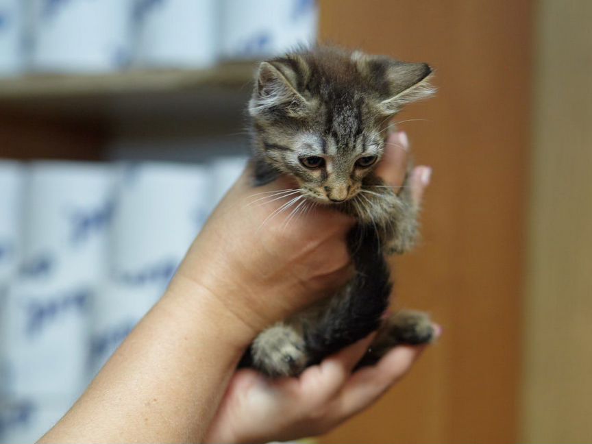 Котенок
