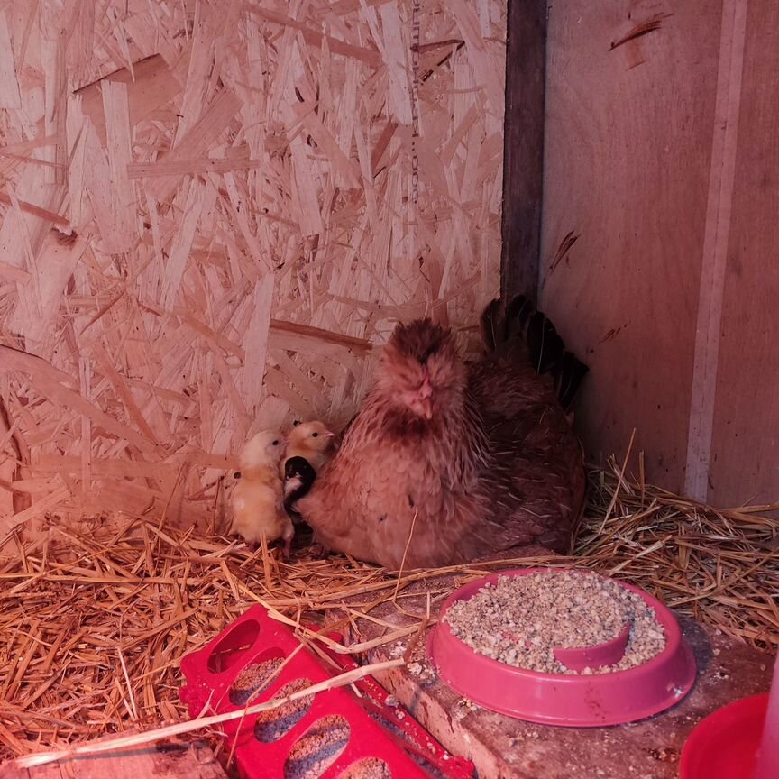 Клушка с цыплятами