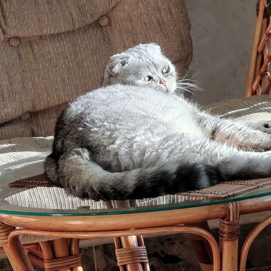Шотландский вислоухий короткошёрстный кот, взрослый