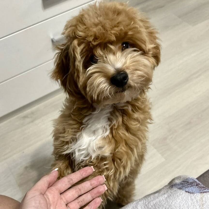 Мальтипу F1 взрослая собака