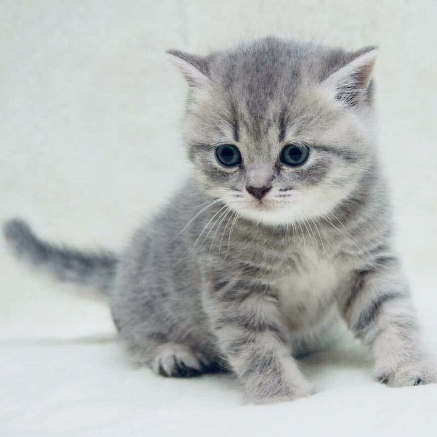 Шотландский прямоухий короткошёрстный котёнок