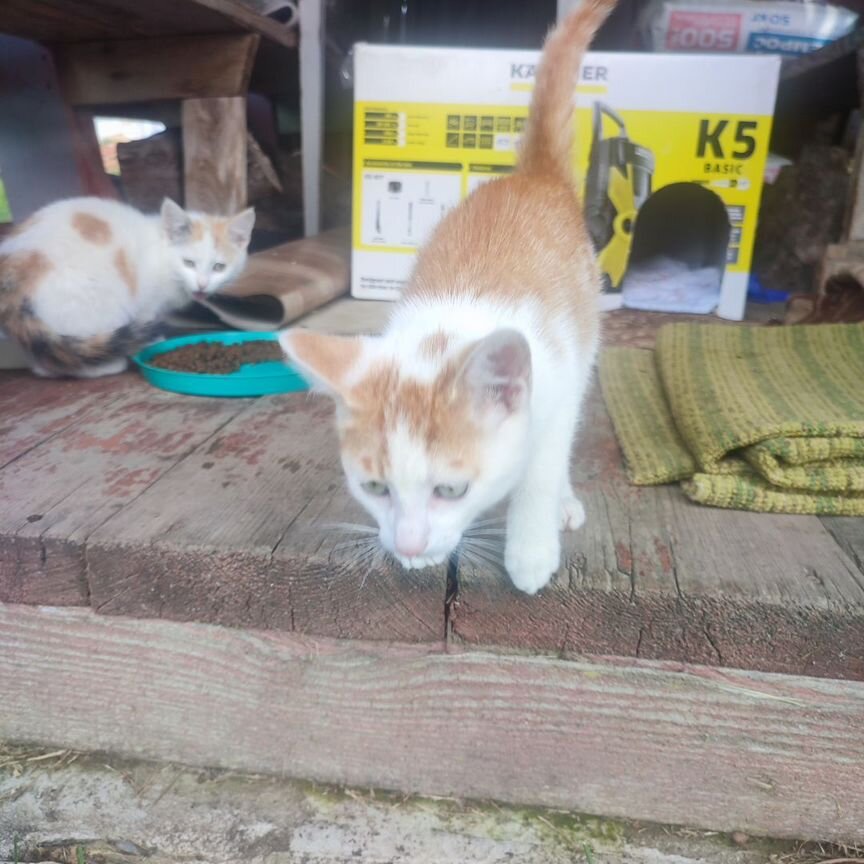Котята 2 месяца. Мальчик и девочка