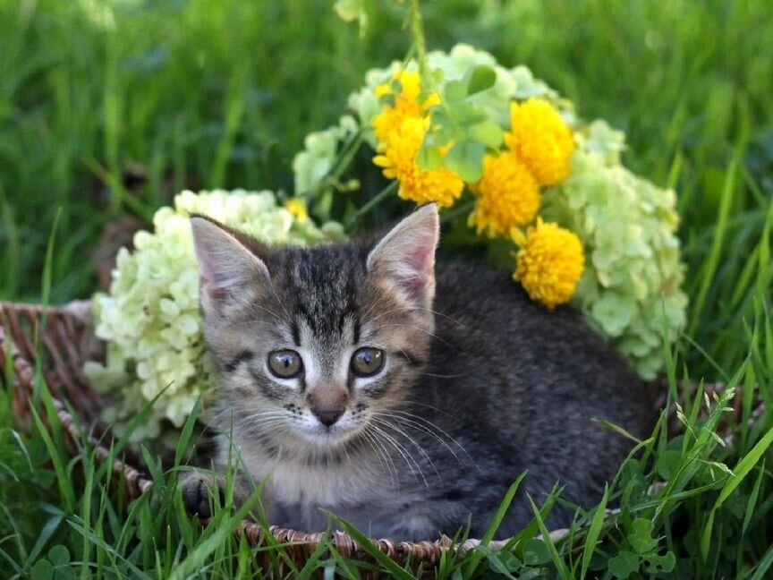 Малыши в дар