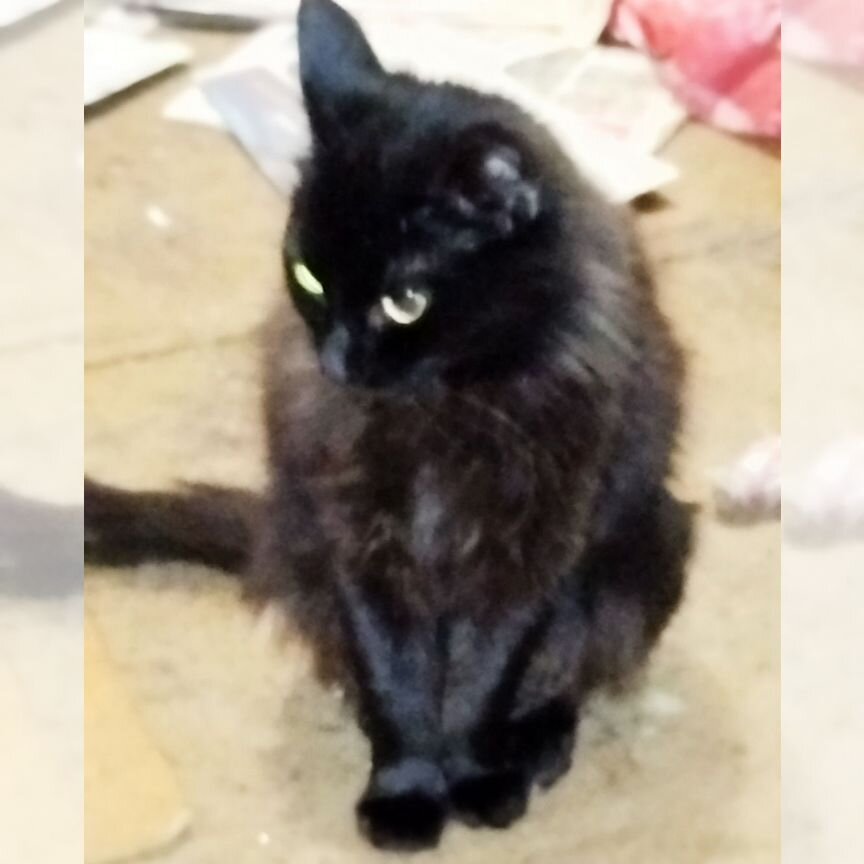 Кошка, кот, котенок