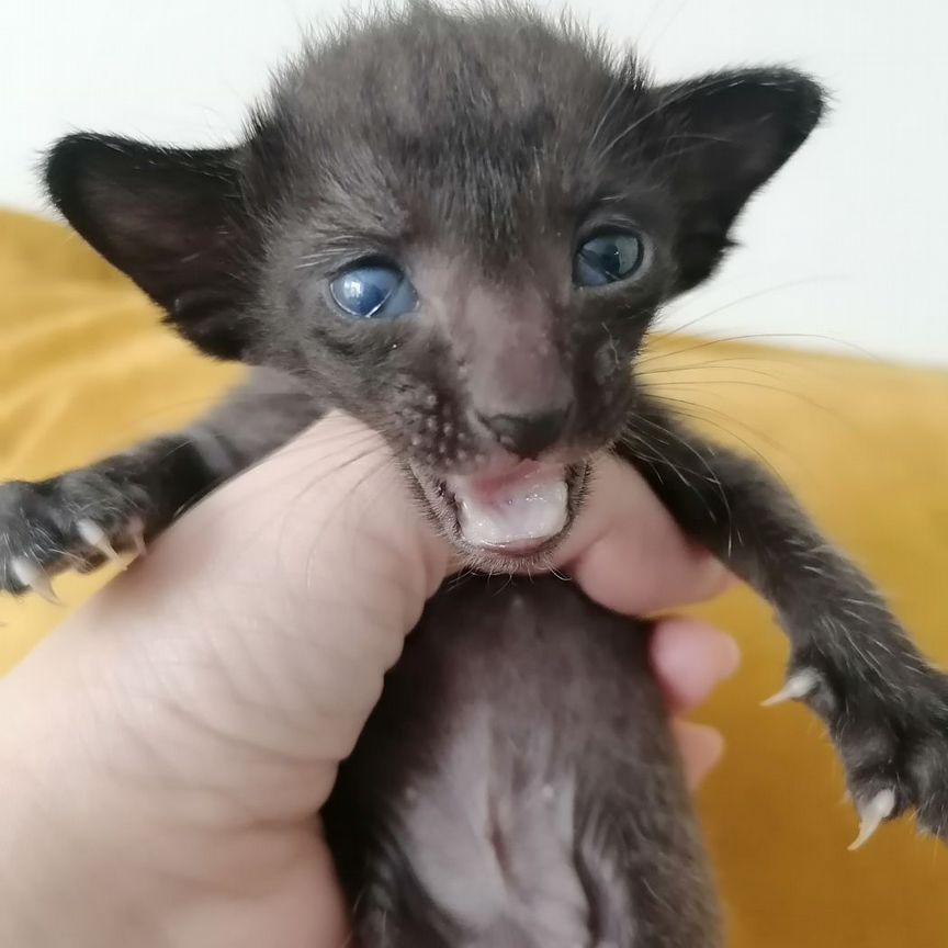 Ориентальный котёнок