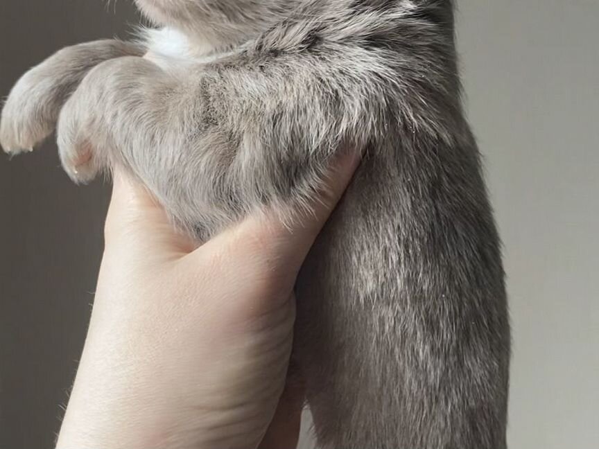 Чихуахуа девочка лиловая