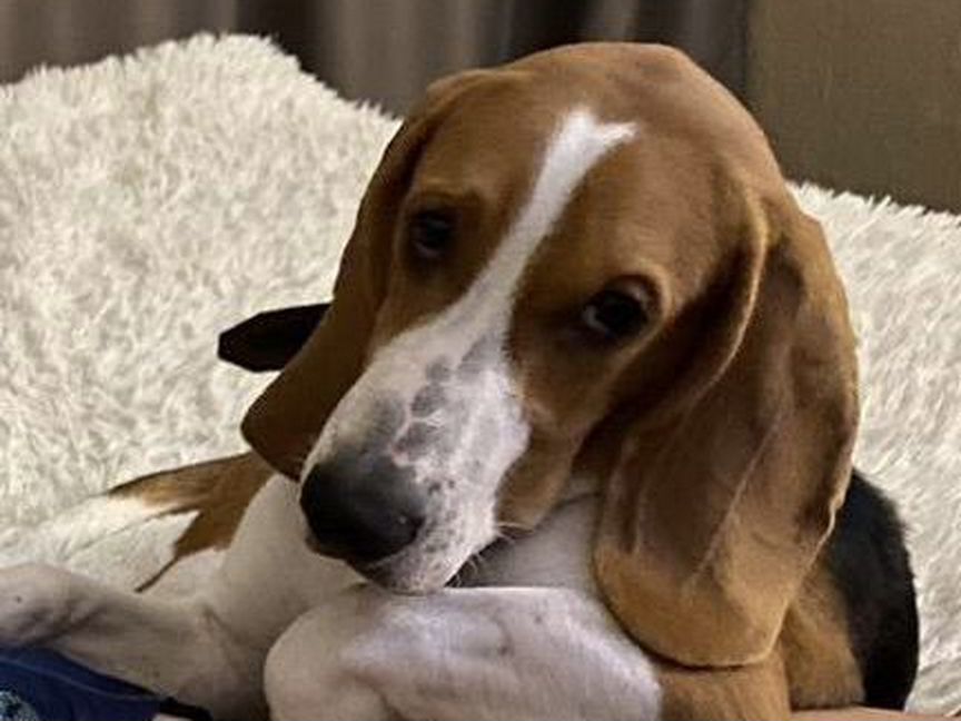 Эстонская гончая