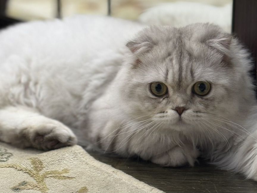 Продажа котят
