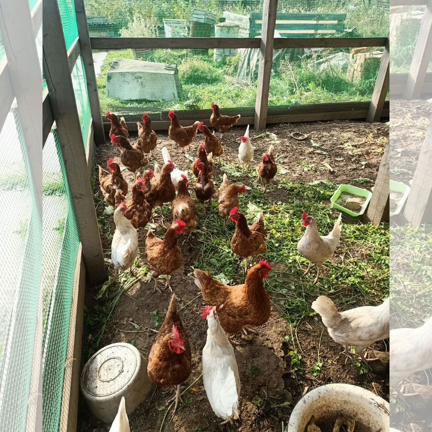 Куры несушки
