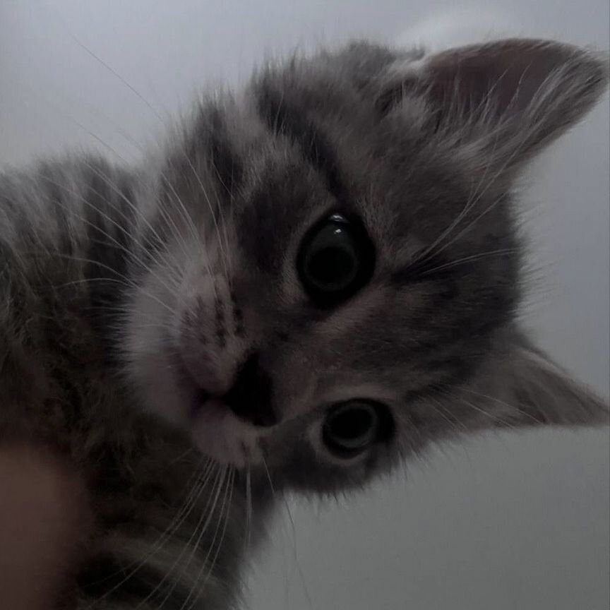 Котенок