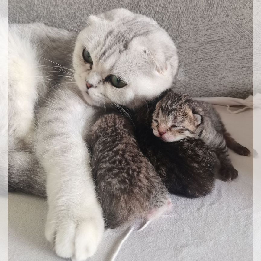Британские котята