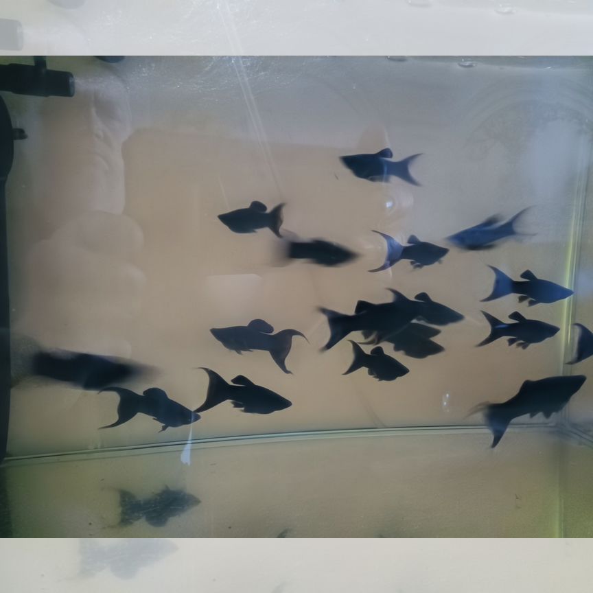 Молинезия Лира