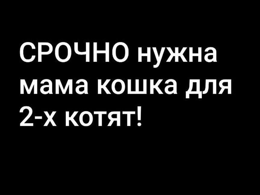 Нужна мама-кошка для котят