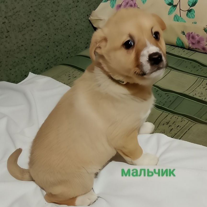 Щенок в добрые руки